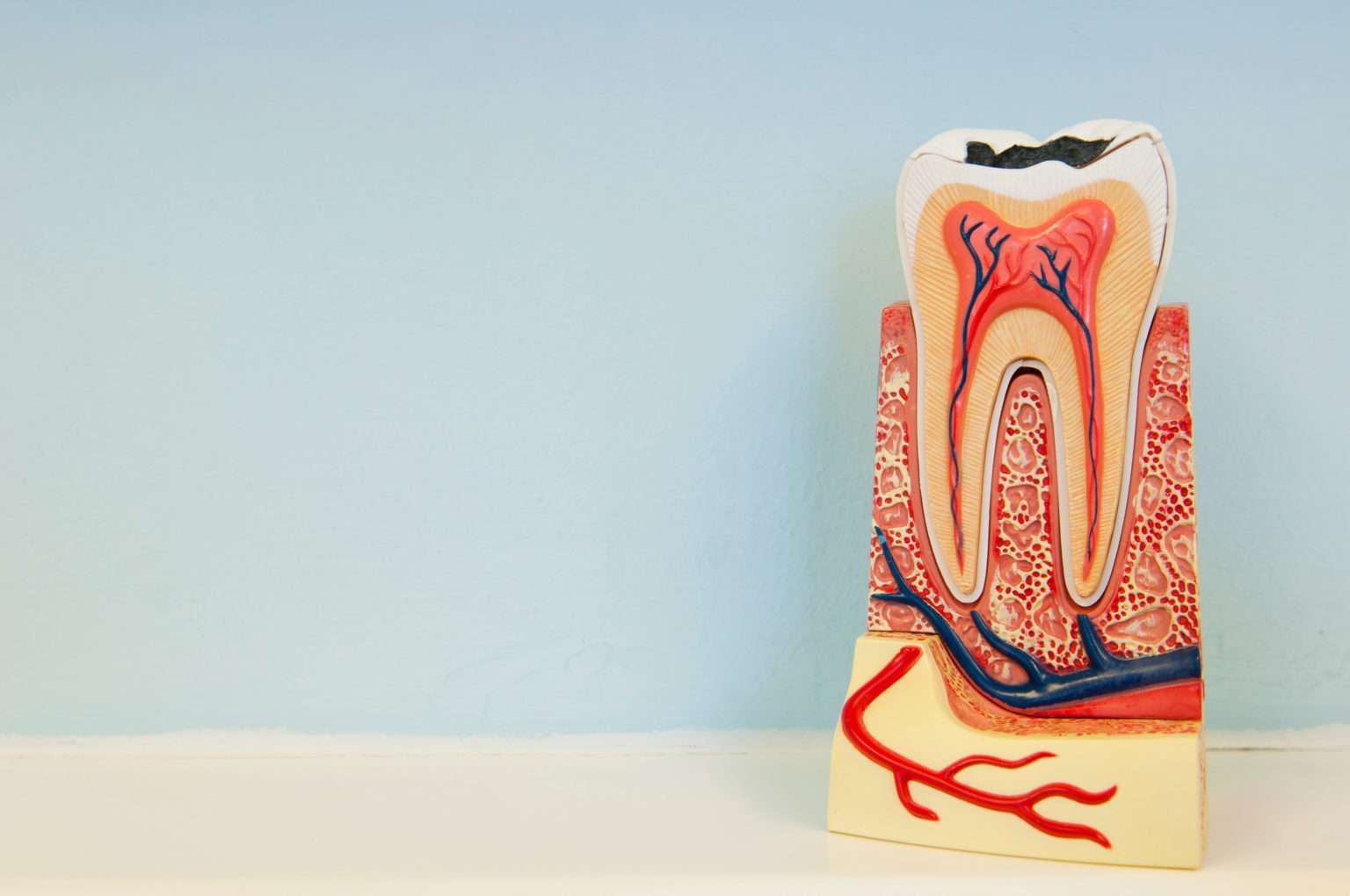 What is the Pulp of the Tooth? | Midtown Endodontist NYC